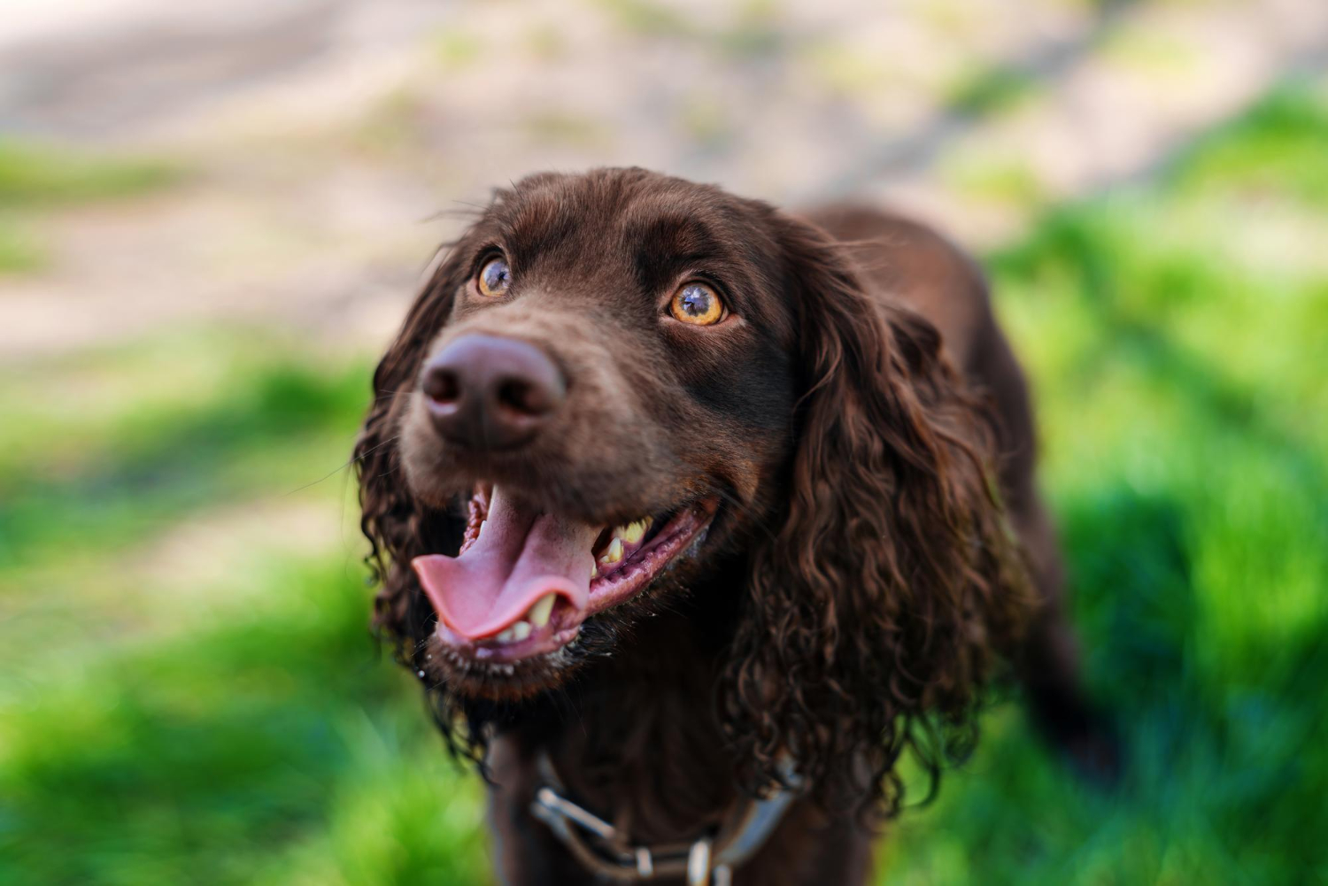 Pet Amputation Surgery | Ark Animal Hospital | New Orleans, LA