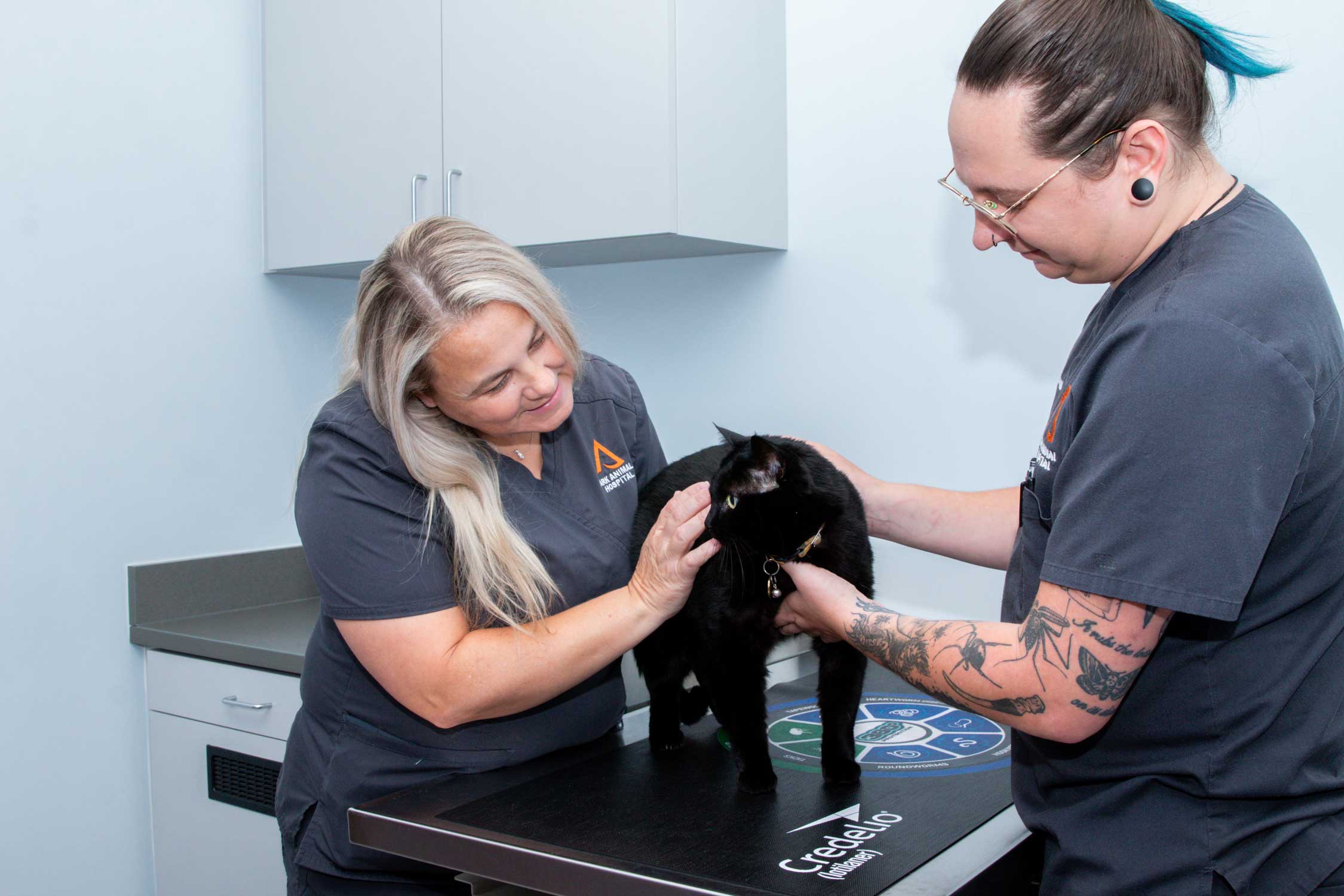 Comprehensive Physical Exams for Dogs and Cats | Ark Animal Hospital