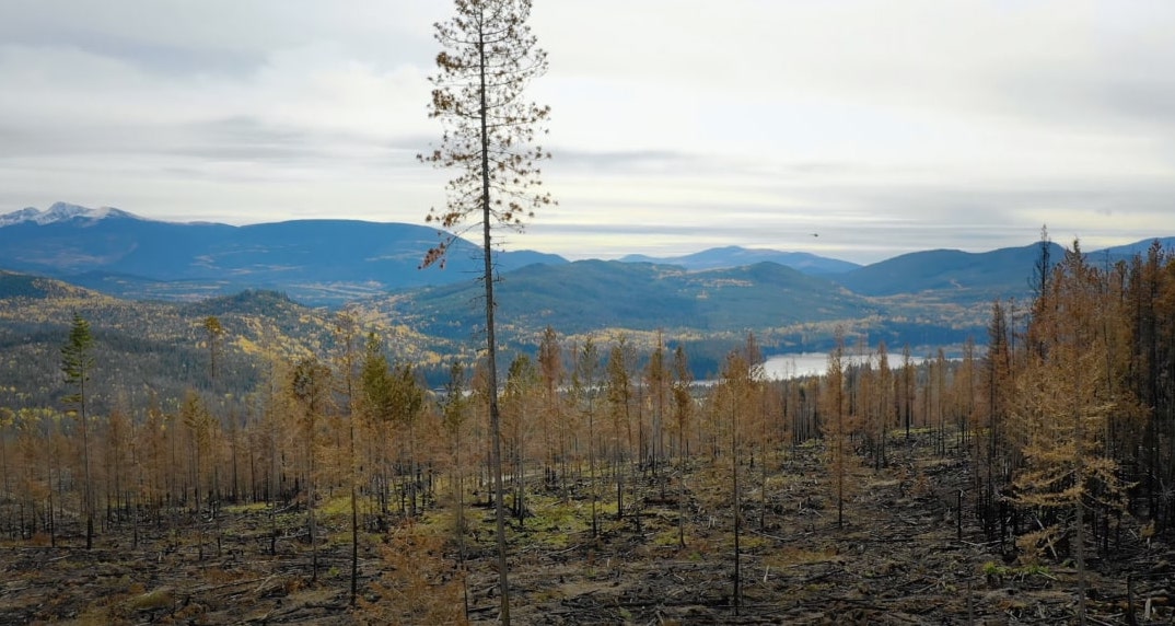 Documentary | Forestry For The Future