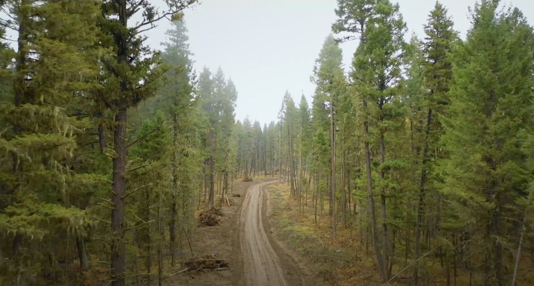 Documentary | Forestry For The Future
