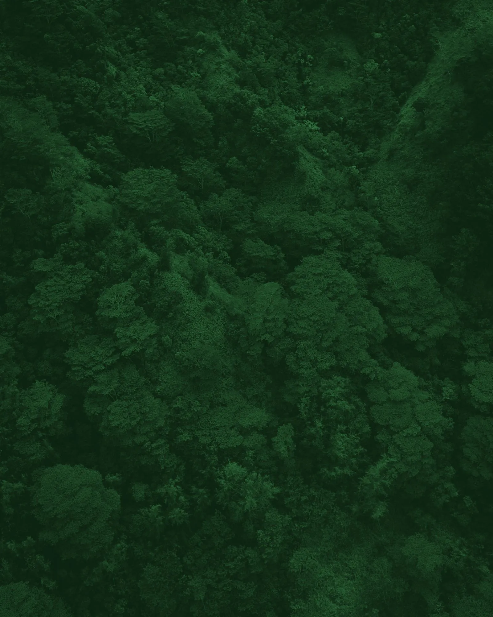 Birch Grove – The Development