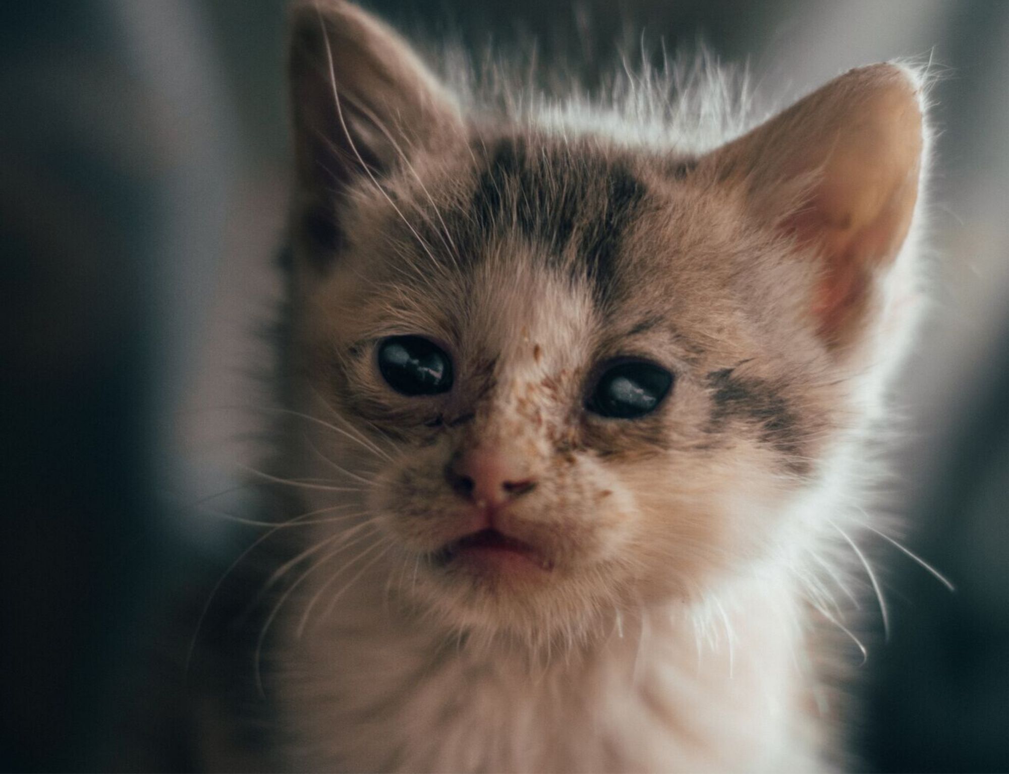 Exposed: Lasers Used on Cats in NZ Experiment - NZAVS | Ending Animal ...