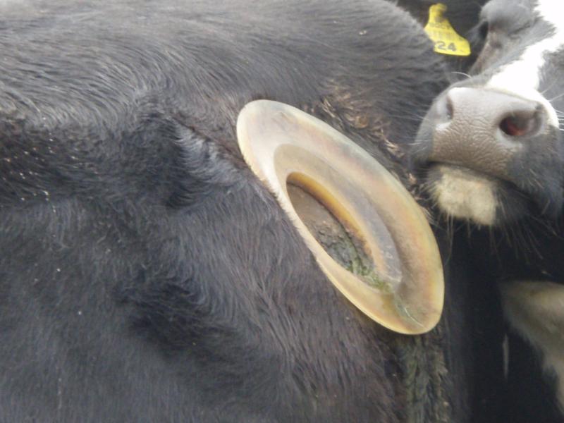 Fistulated Animals in NZ - NZAVS | Ending Animal Experimentation