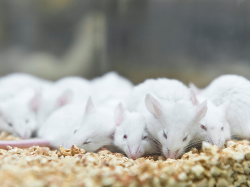 The LD50 Test - NZAVS | Ending Animal Experimentation