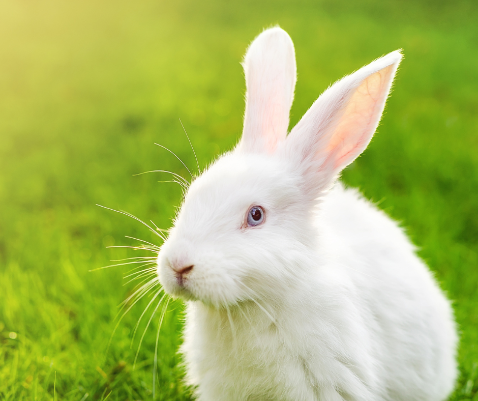 Requirement for the Draize Test Removed From NZ Law - NZAVS | Ending ...