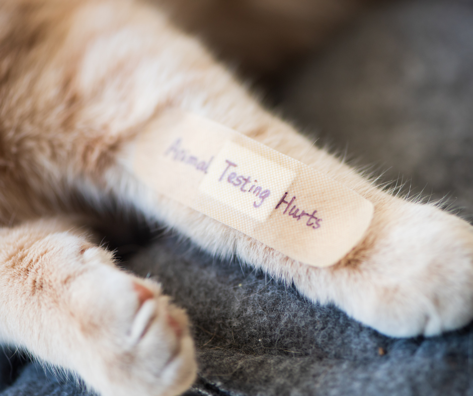 Animal Experiments Are Harmful to Animals and Humans - NZAVS | Ending ...