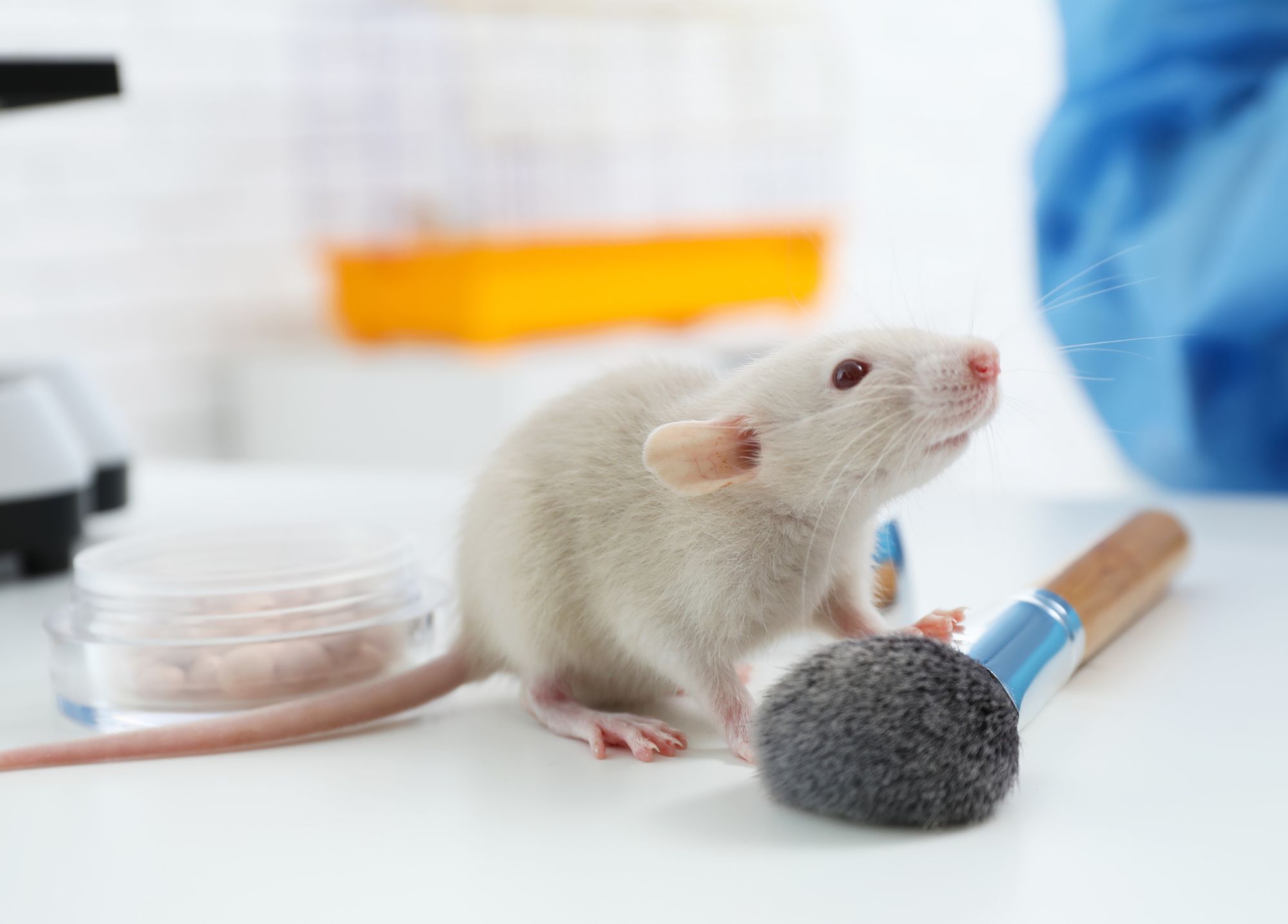 Bans on Animal Testing - NZAVS | Ending Animal Experimentation