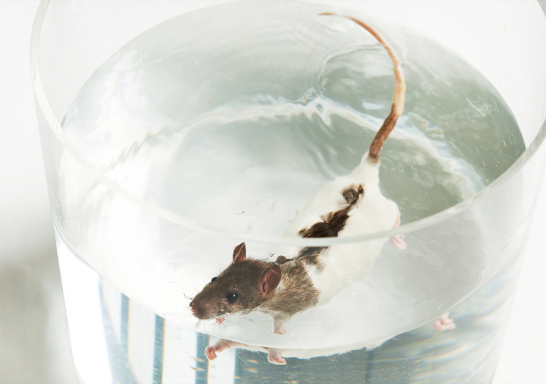 Learn More About the Forced Swim Test - NZAVS | Ending Animal ...