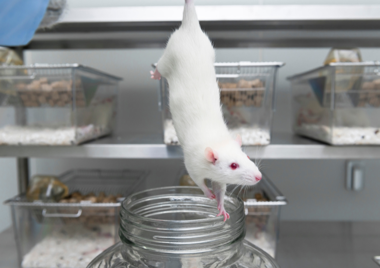 Requirements for Animal Testing in NZ Law - NZAVS | Ending Animal ...