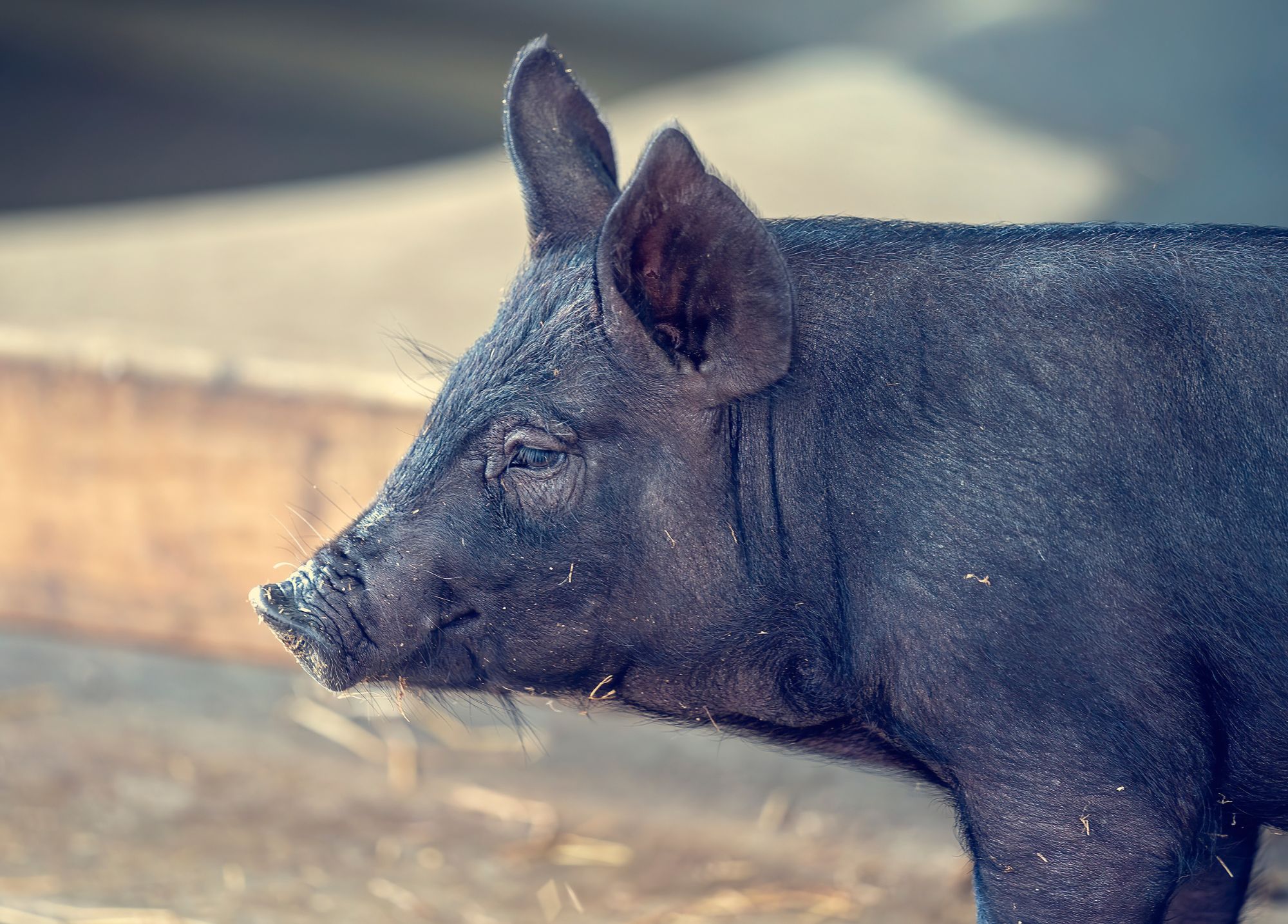 Exposed: Pigs Betrayed in Cruel NZ Experiment - NZAVS | Ending Animal ...