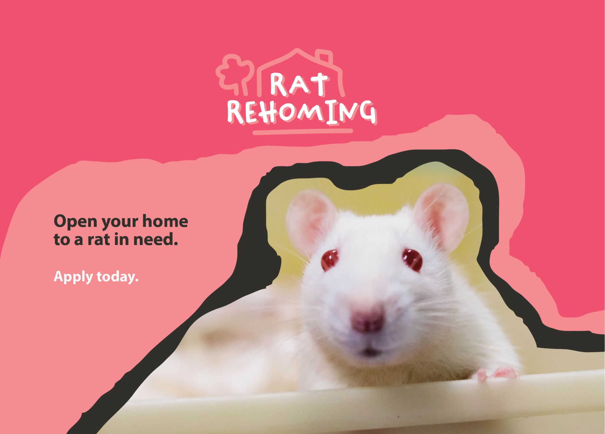 Introducing Our Rat Rehoming Program in Auckland! - NZAVS | Ending ...