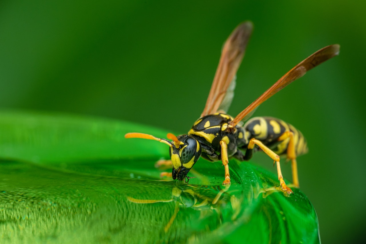 Reader: The Hornet in the Bible