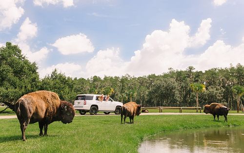 Wild Florida Airboats | Top Orlando Airboat Tours and Gator Park