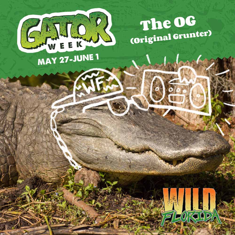 Gator Week