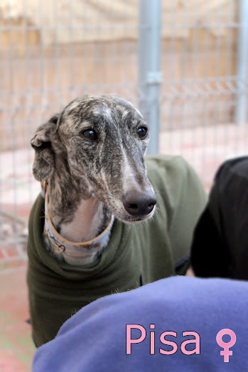 SOS Galgos - Adopta un galgo rescatado
