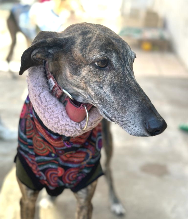 SOS Galgos - Entrevista sobre la caza con galgos