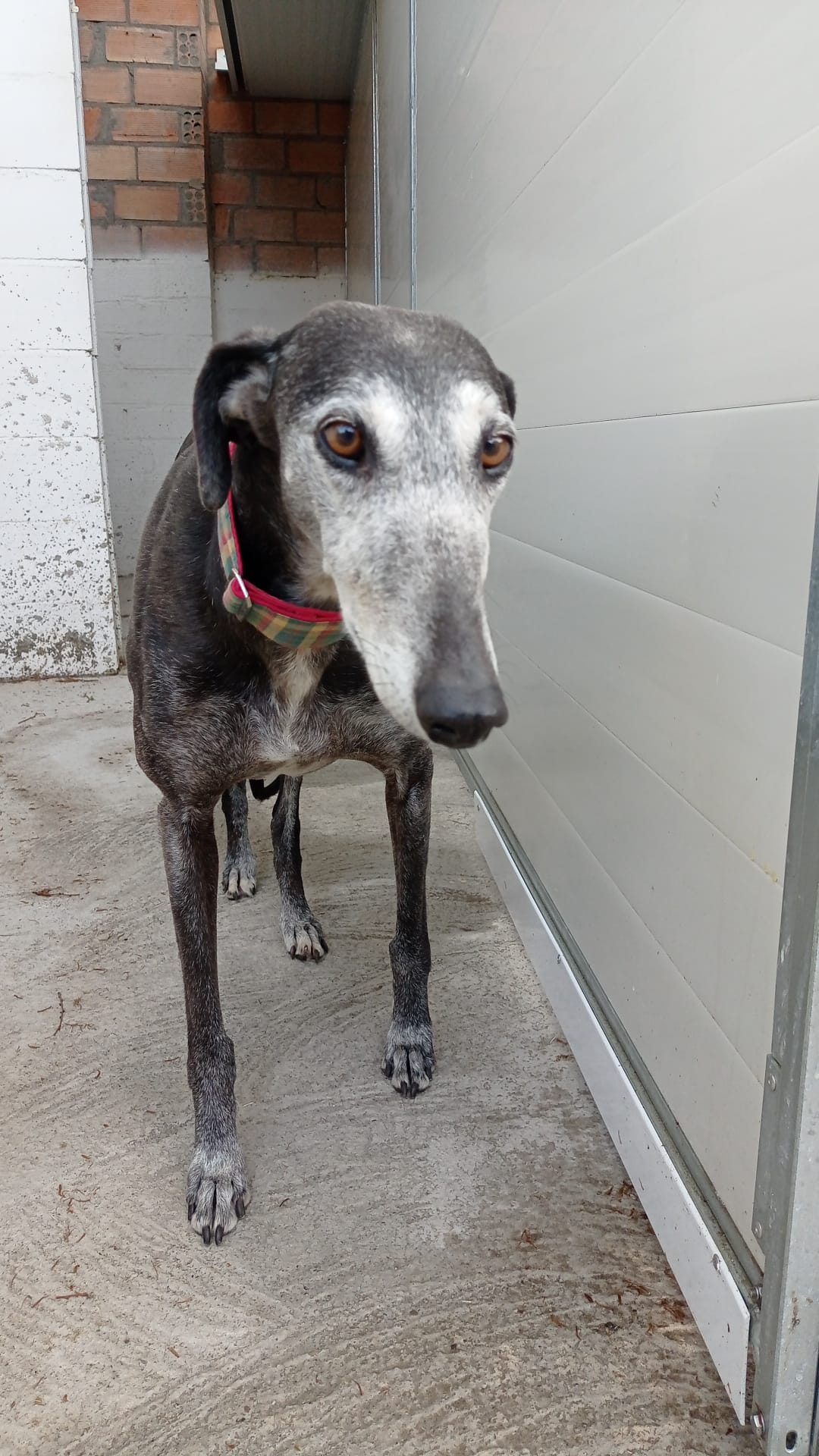 SOS Galgos - About hare coursing with Galgos in Spain