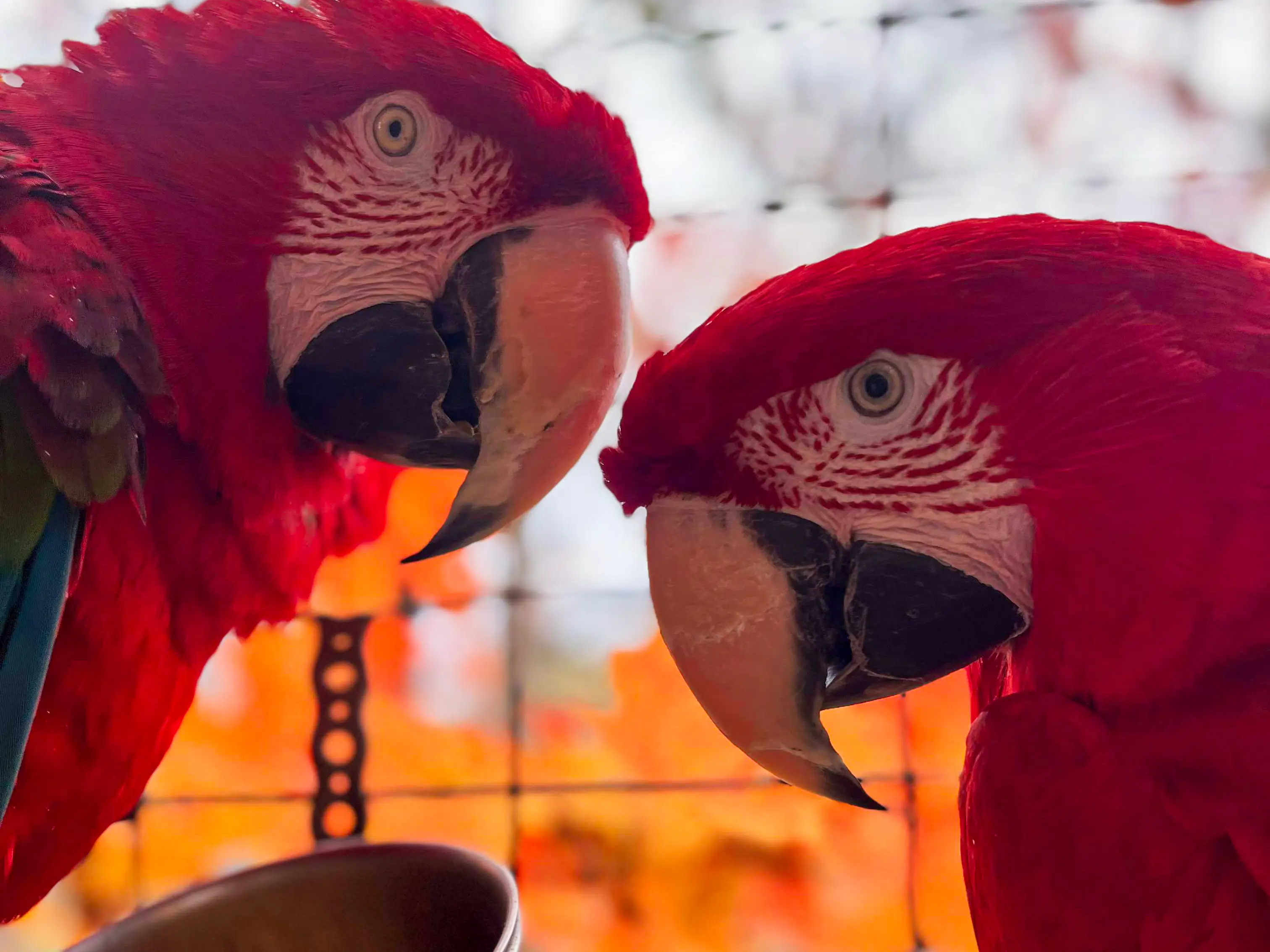 Macaw Parrots at Twin Valley Zoo in Brantford | Animals