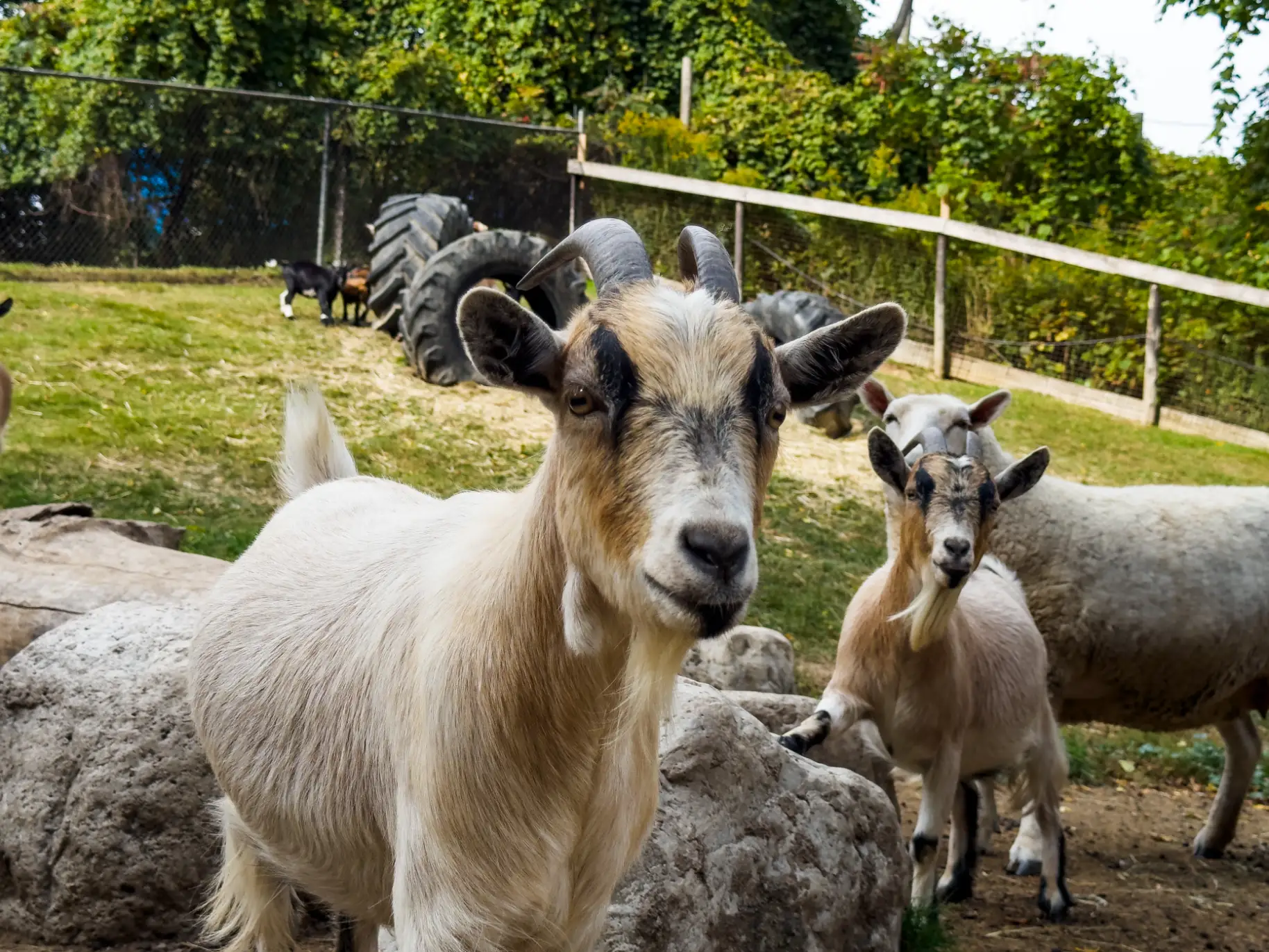 African Pygmy Goat at Twin Valley Zoo in Brantford | Animals