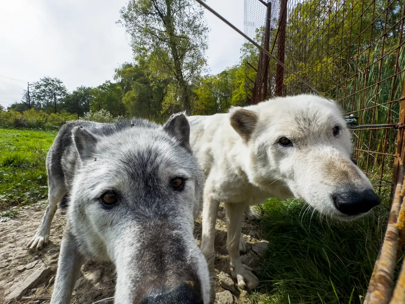 Arctic & Grey Wolves at Twin Valley Zoo in Brantford | Animals
