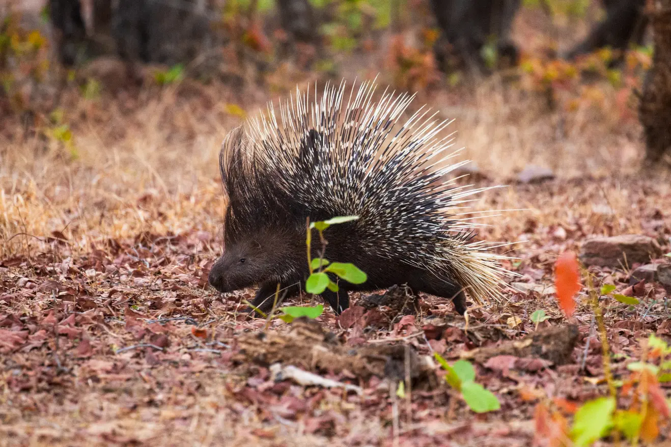 African Crested Porcupine at Twin Valley Zoo in Brantford | Animals
