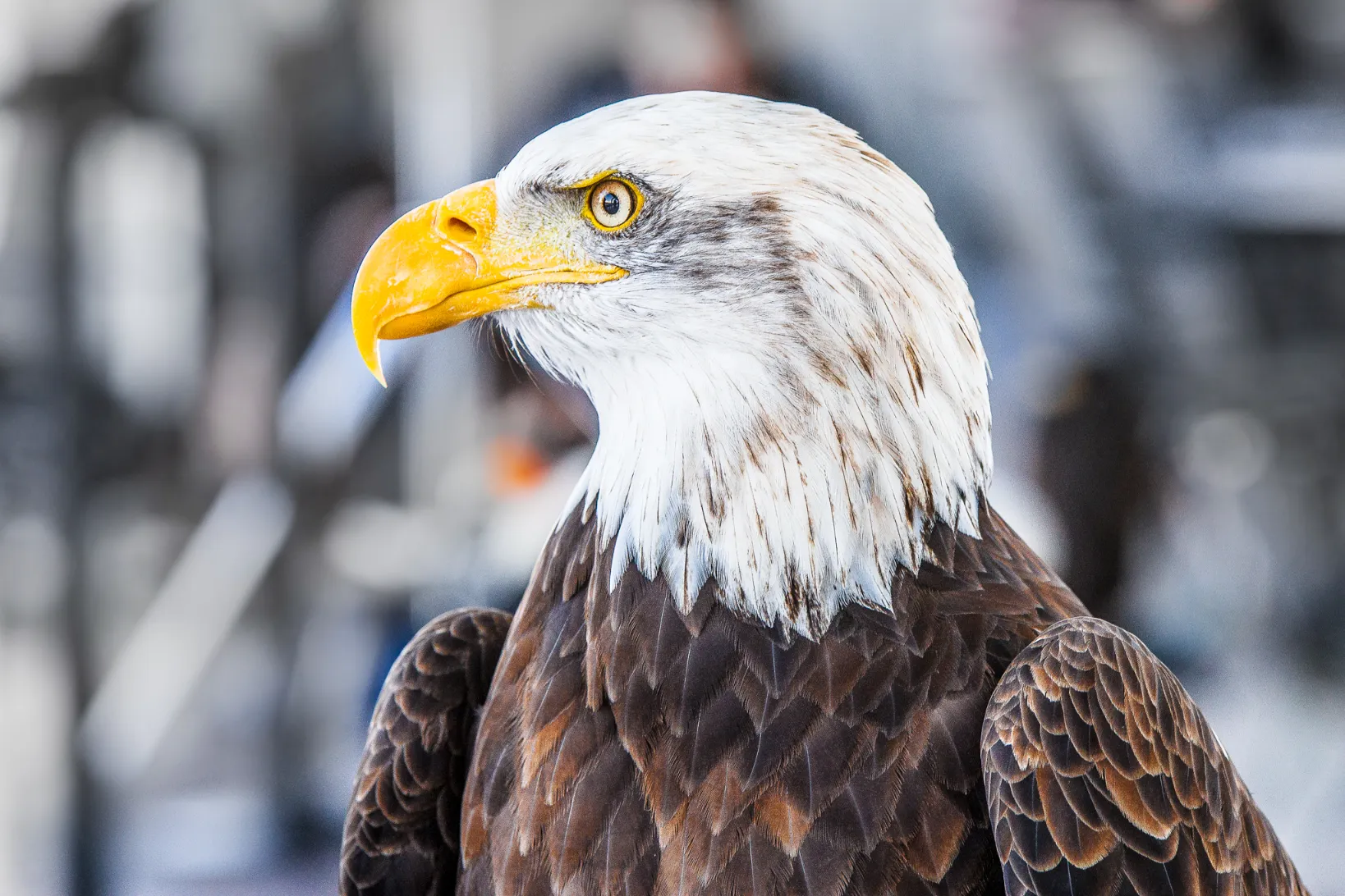 Bald Eagle at Twin Valley Zoo in Brantford | Animals