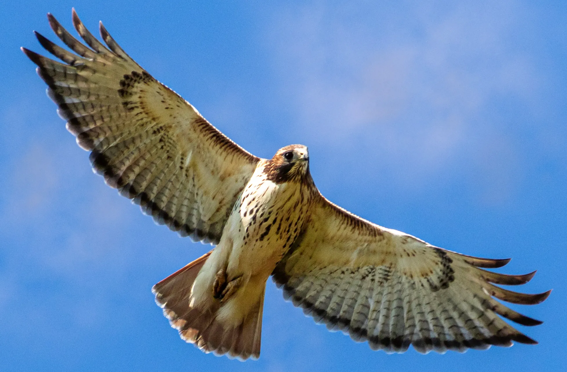 Red-Tailed Hawks at Twin Valley Zoo in Brantford | Animals