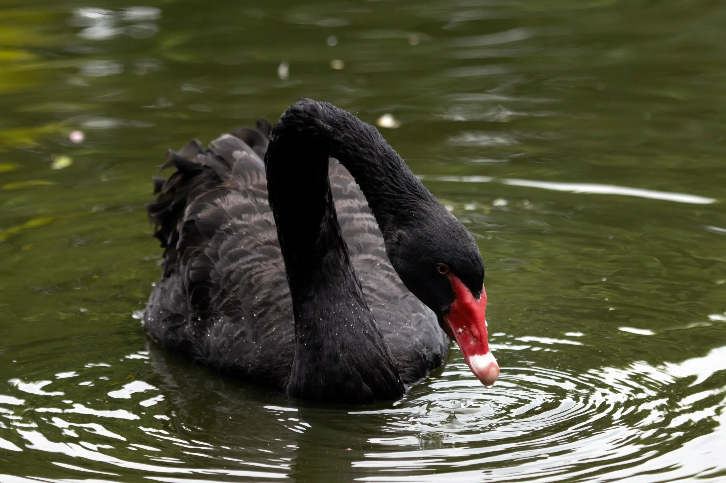 Australian Black Swan at Twin Valley Zoo in Brantford | Animals