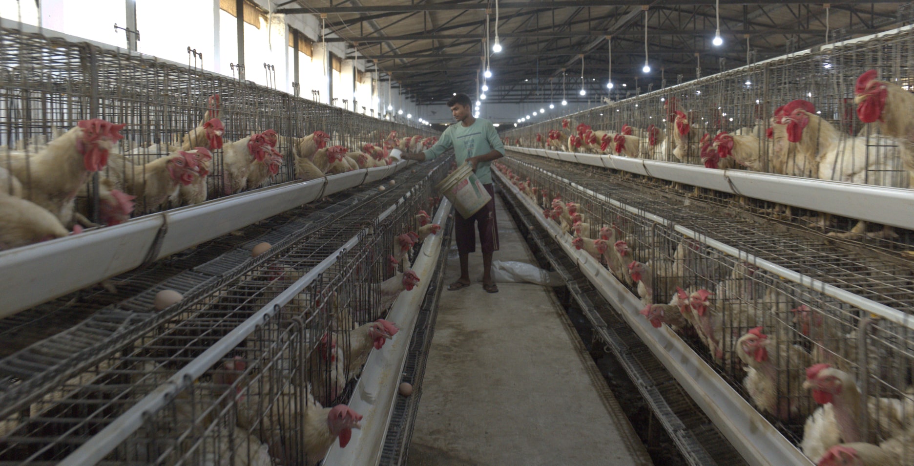 Biomethanation – An Economical Solution for Poultry Litter Management