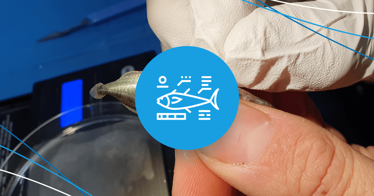 Fish Migration Research & Monitoring Techniques | VisAdvies