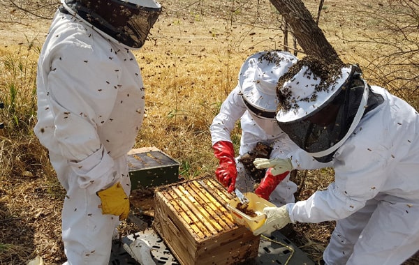 Getting Started in Beekeeping – become a beekeeper