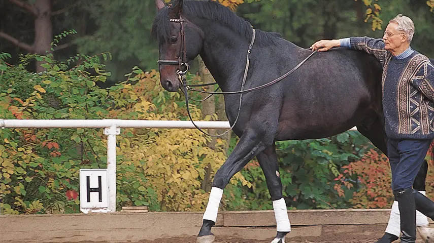 Work In-Hand: Strengthen Horse Connection