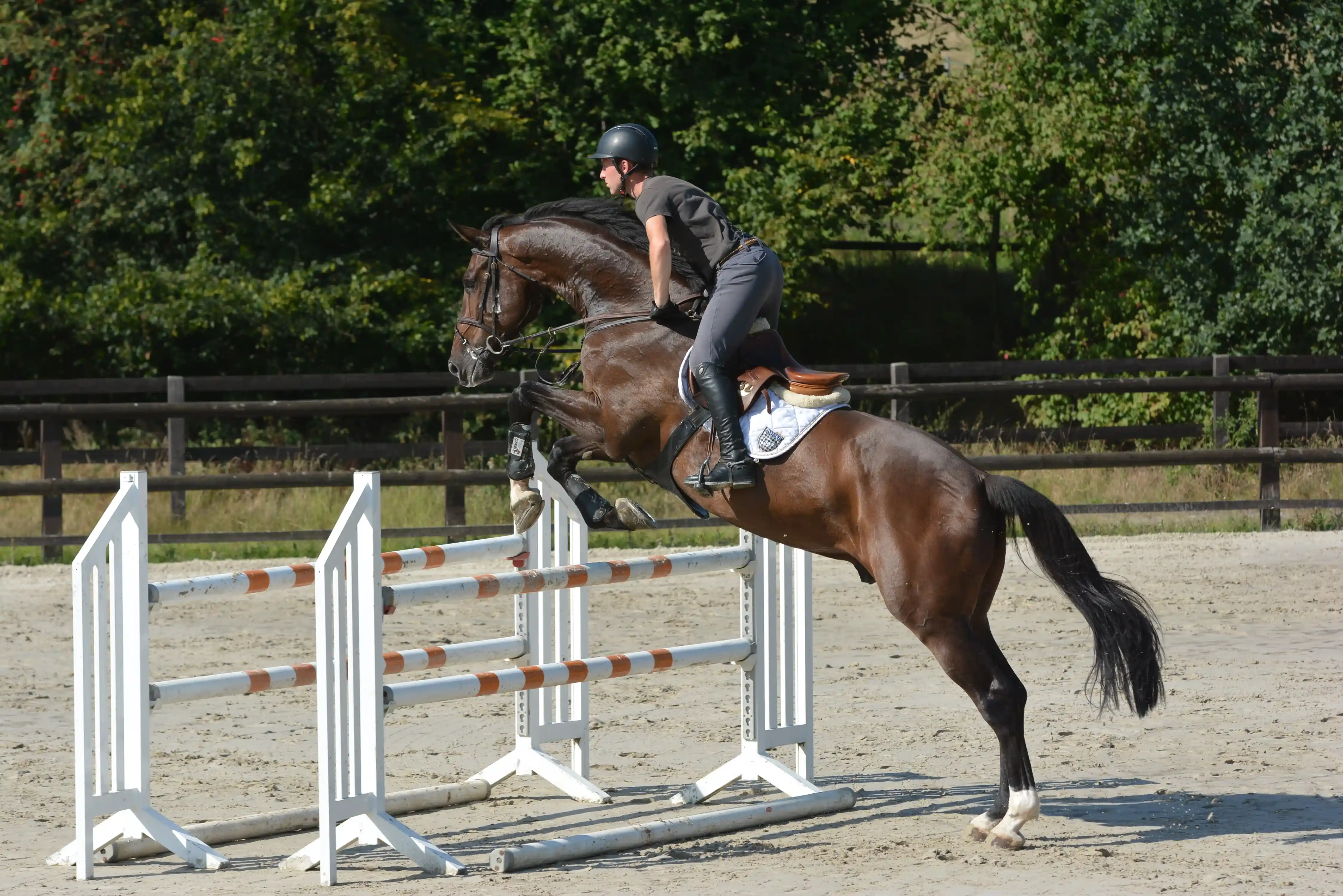 Magic of Cavaletti Training: Precision & Performance