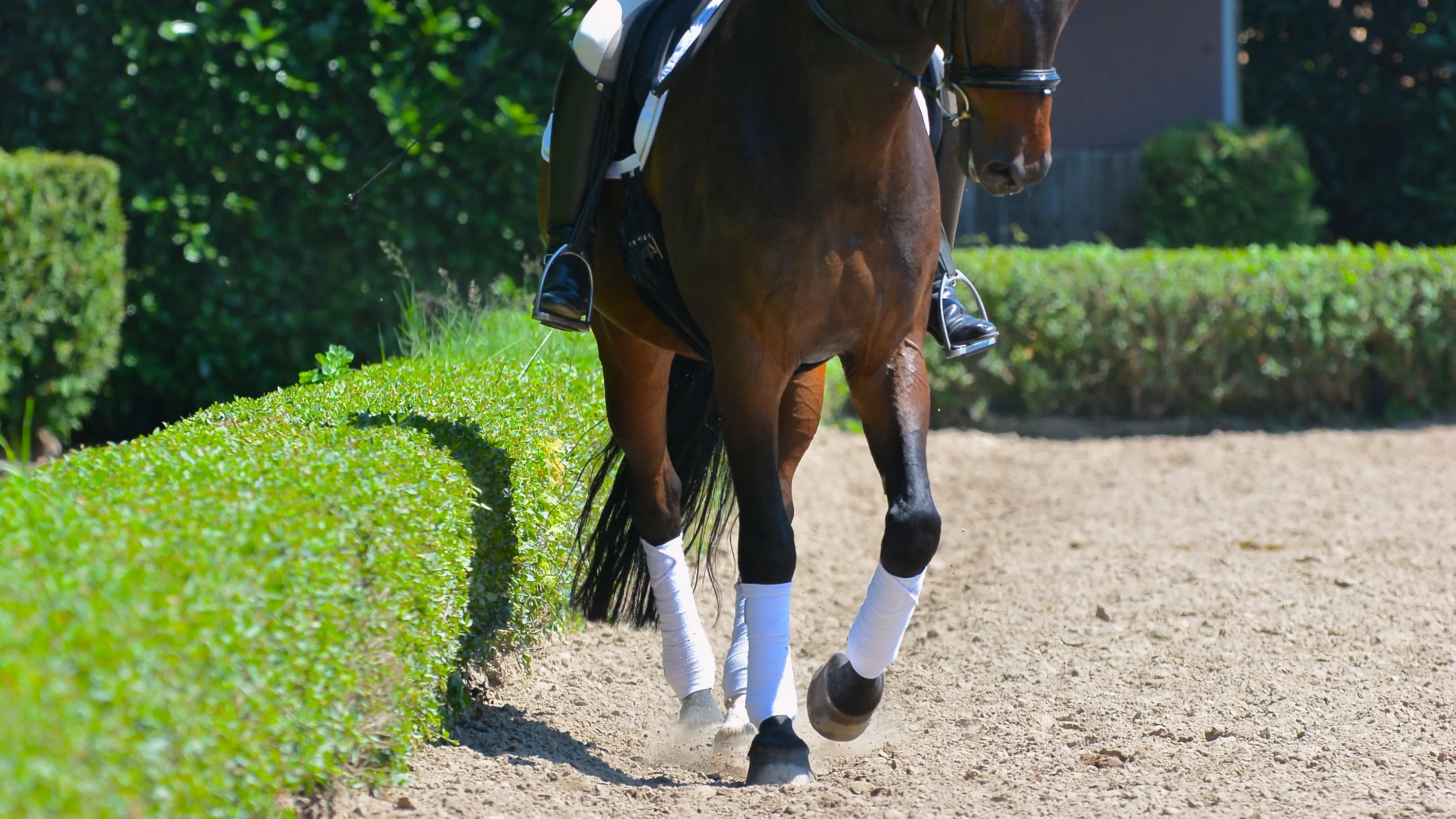 Elevate Riding with Dressage Excellence