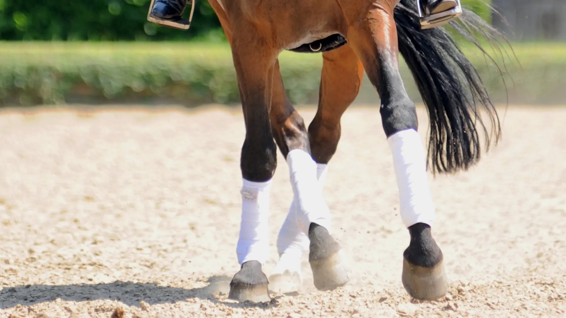Elevate Riding with Dressage Excellence