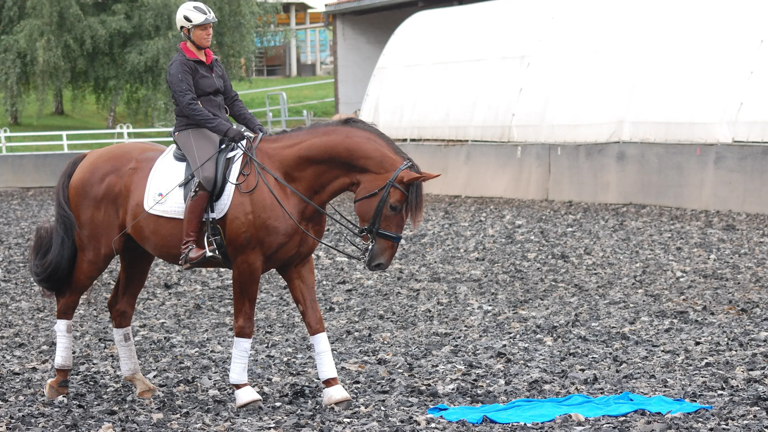 Groundwork & Long Reining: Equestrian Excellence Foundations