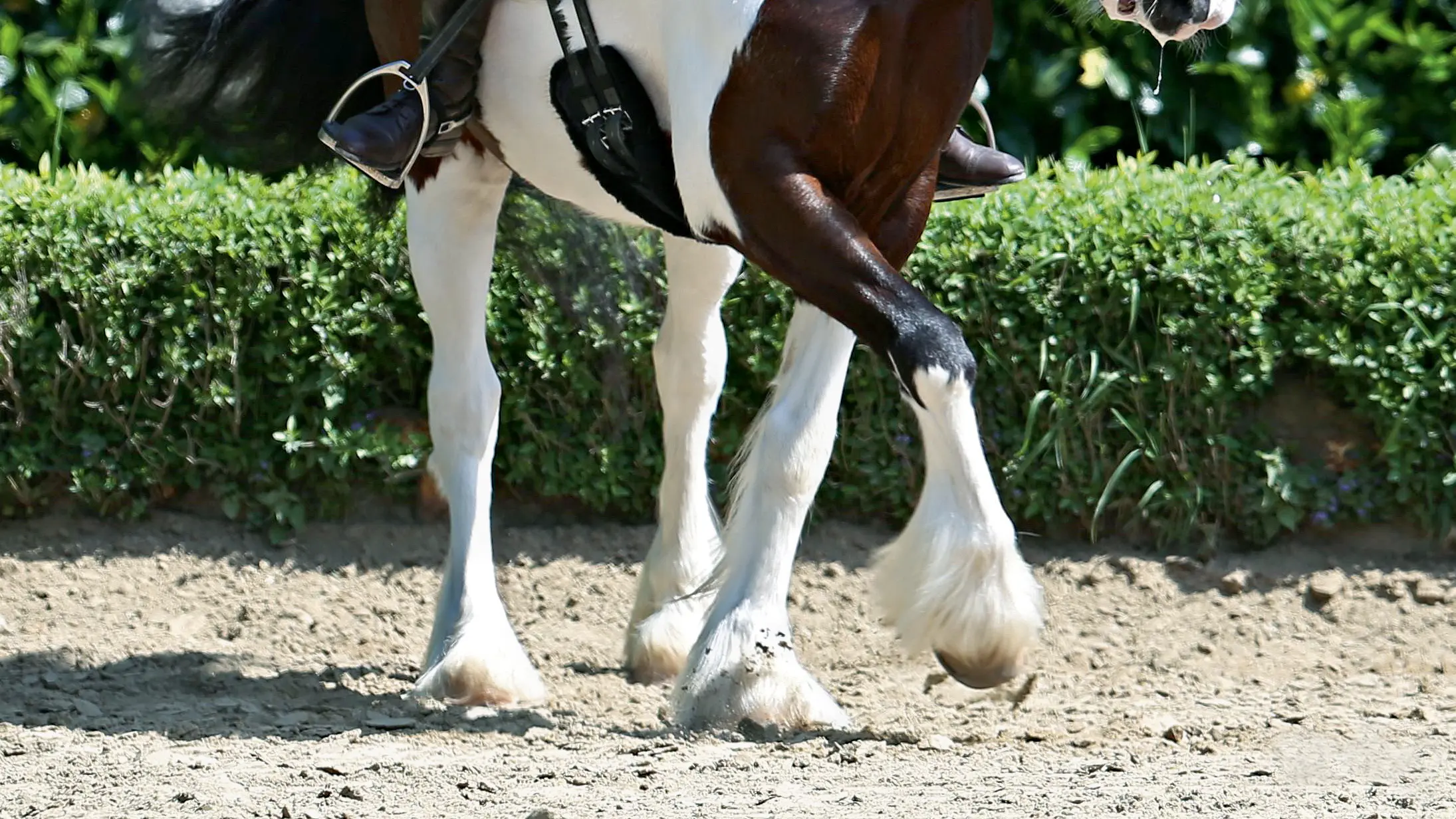 Online Courses: Mastering Riding Aids for Precision