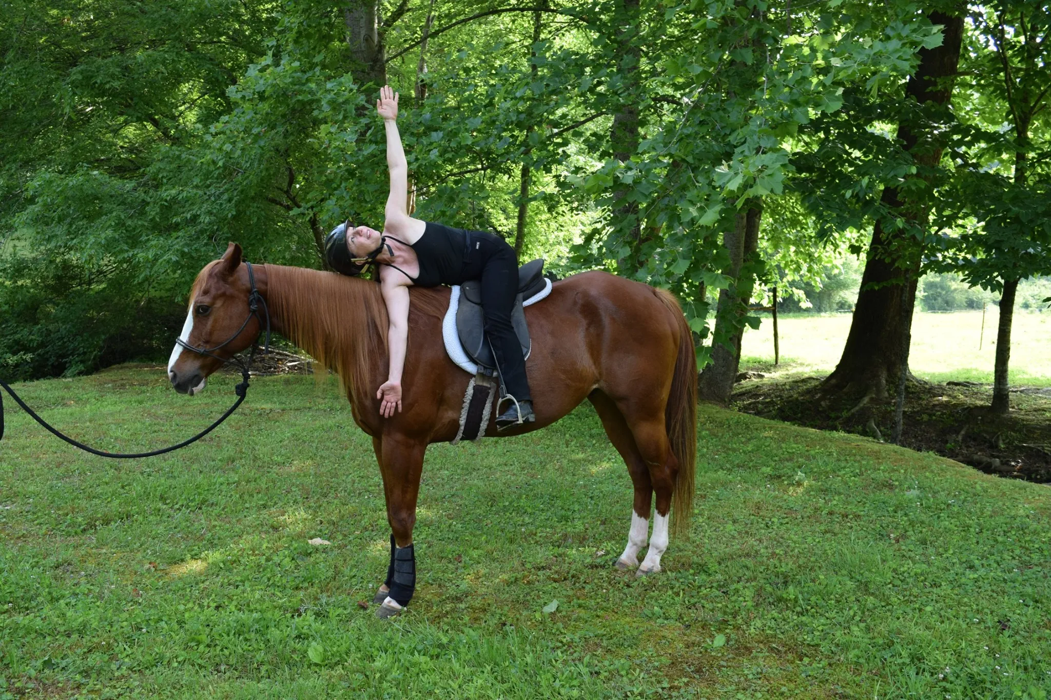 Improve your Horse's Well-being & Performance