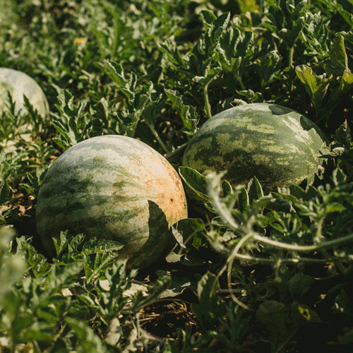 Meet the Farmers at JMR | JMR Vieck Farms | Indiana & Illinois