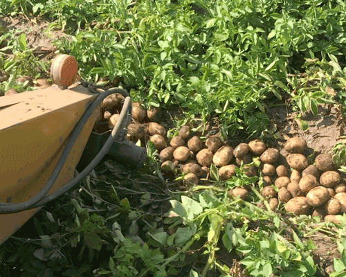 Vieck Chipping Potatoes for Lay's Potato Chips | JMR Family Farms ...