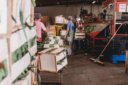 Sweet Corn from Southern Indiana & Illinois | Terry Veick JMR Farms ...