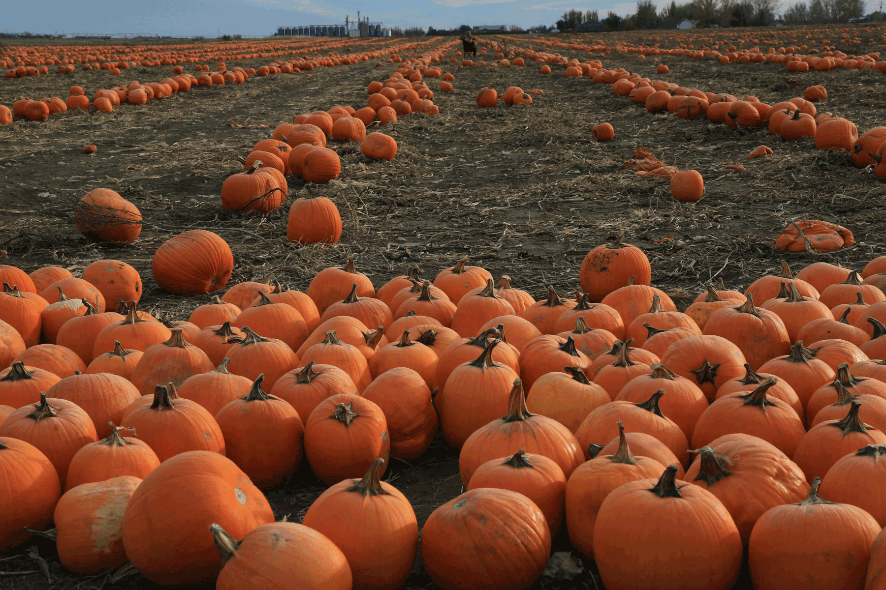 Heirloom Pumpkins for Harvest Time Decorating | JMR Farms | Knox County ...