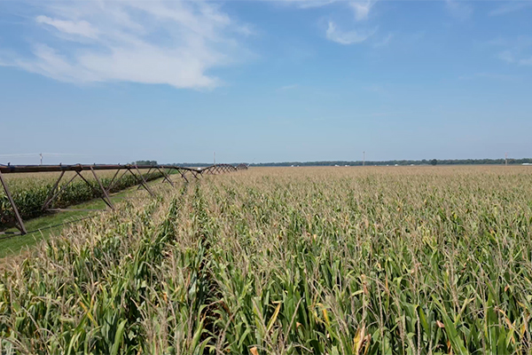 High Quality Grain | Terry Vieck JMR Farms | Southern Indiana & Illinois