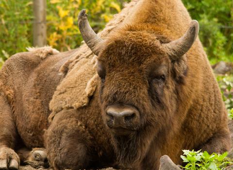 Case Study: Wilder Blean Project | Mergin Maps