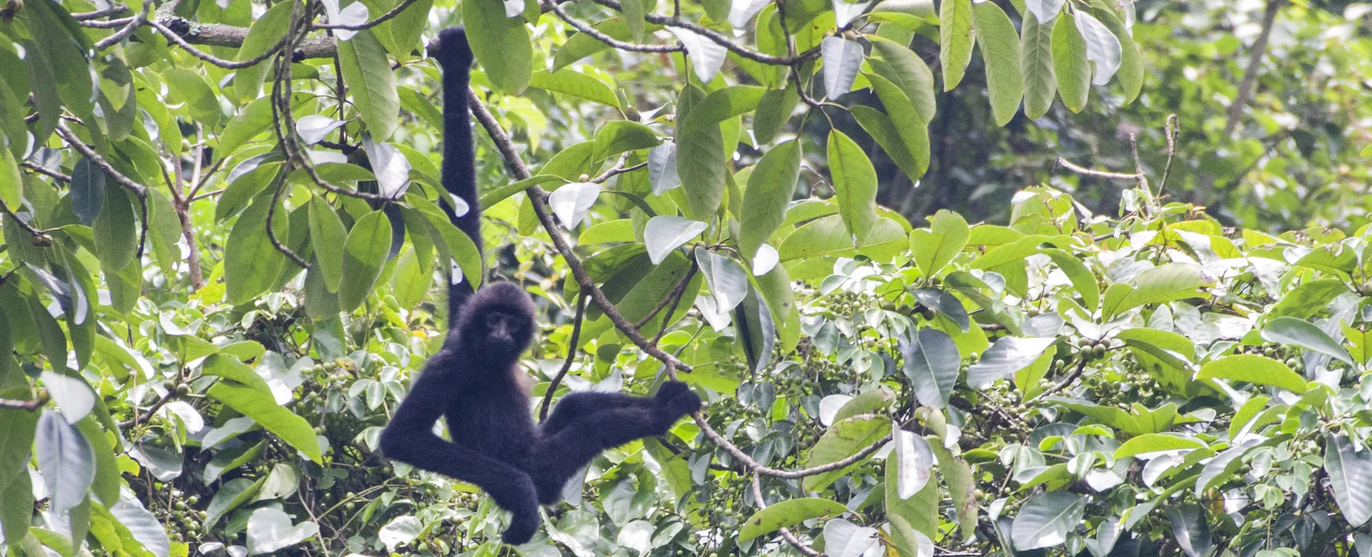 Case Study: Saving the Cao Vit Gibbon | Mergin Maps