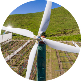 Southern Cross Horticulture: Kiwifruit Orchards and Plants For Sale