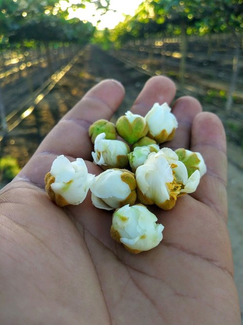 Pollen Harvesting | News