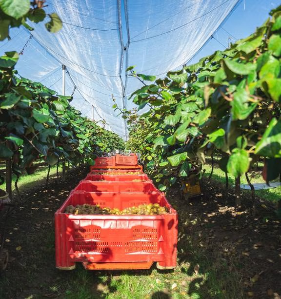 Northern hemisphere to supply for the lack of fruit | News