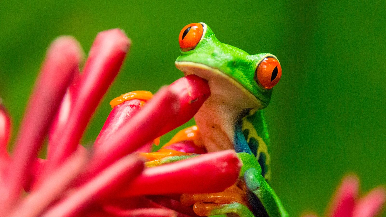 Costa Rica Vacation Itineraries | Namu Travel"