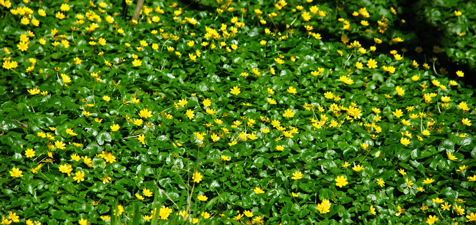 Invasive Plant To Watch: Lesser Celandine (Ranunculus ficaria) | Urban ...